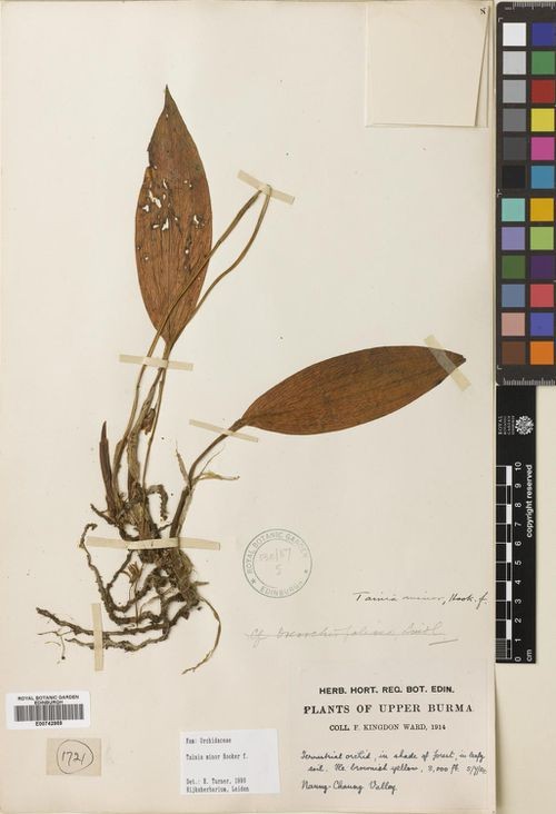 Insignificant tainia (Tainia minor) Flower, Leaf, Care, Uses - PictureThis