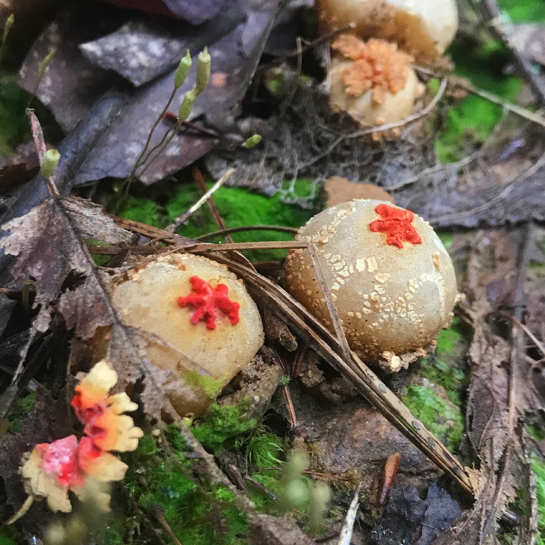 Calostoma Care (Watering, Fertilize, Pruning, Propagation) - PictureThis