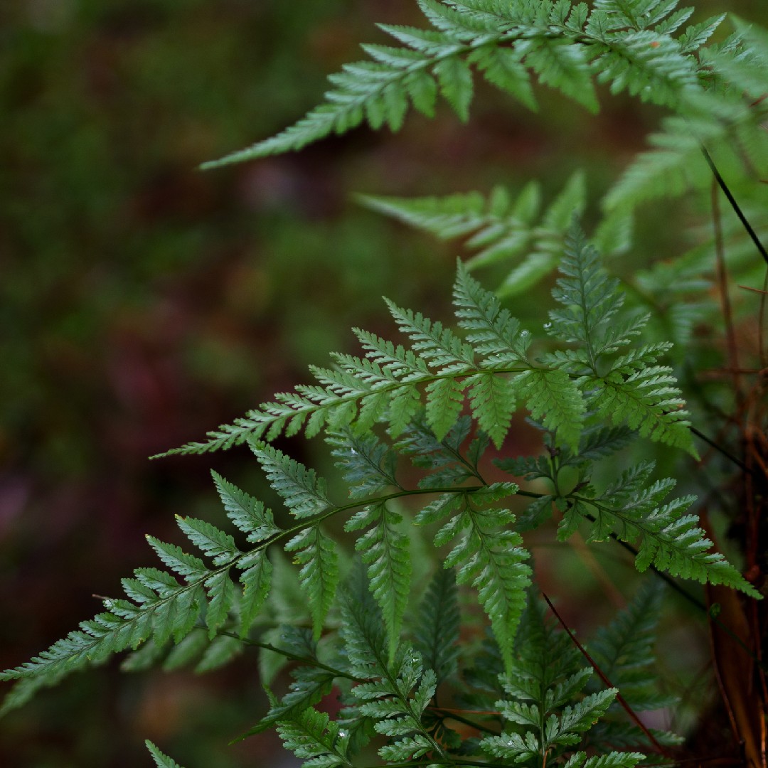 Leatherleaf ferns (Rumohra) Flower, Leaf, Care, Uses - PictureThis