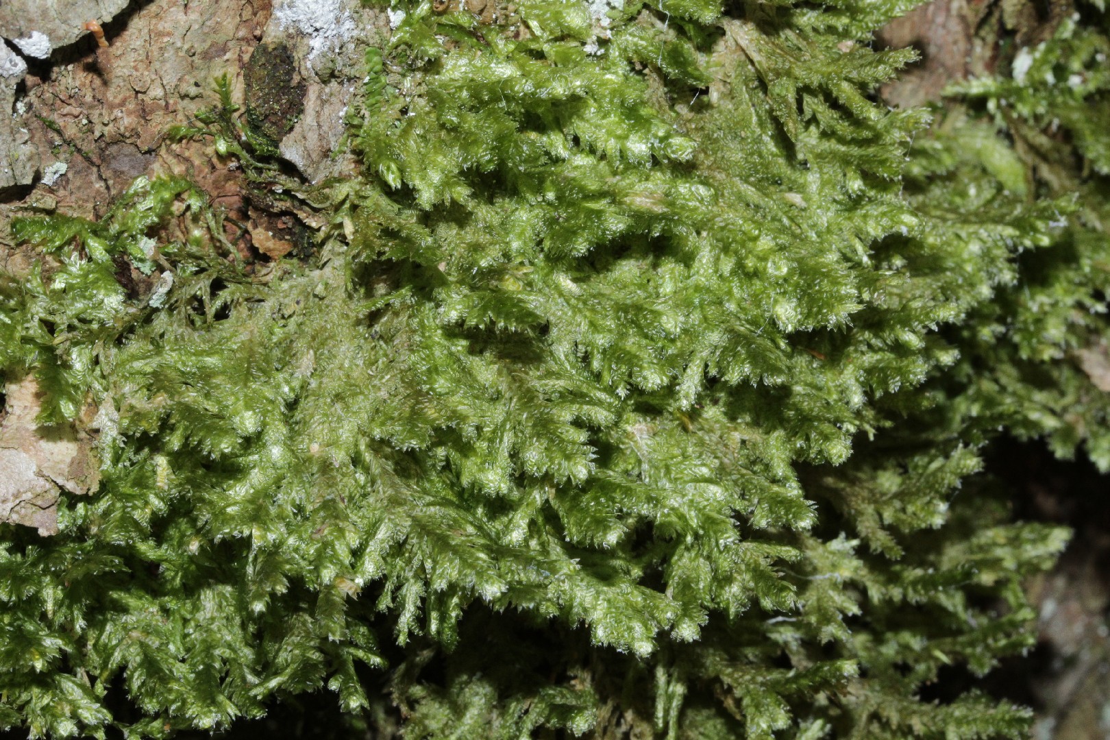 ハネヒラゴケ (Neckera pennata) 花言葉，毒性，よくある質問 - PictureThis
