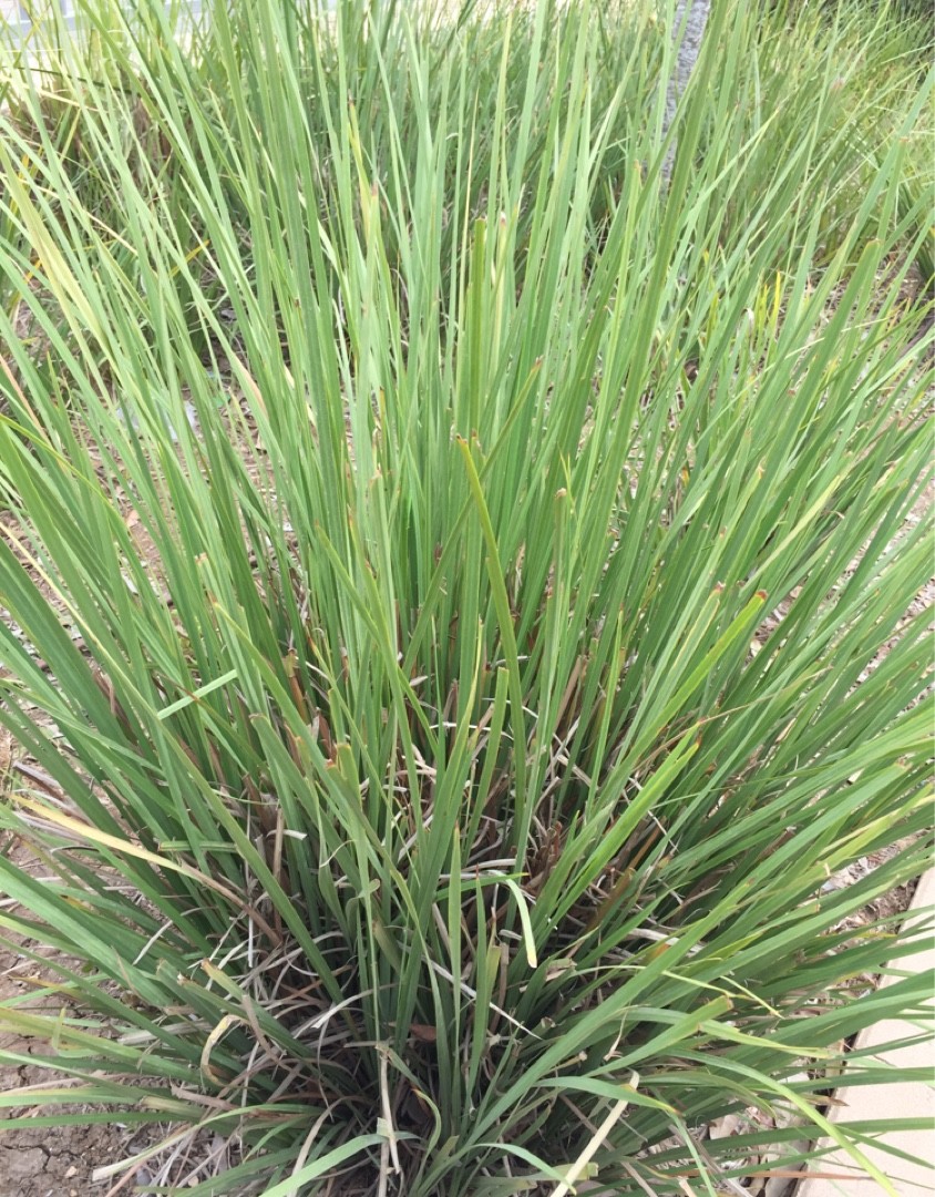 Boja (Molinia caerulea) - PictureThis