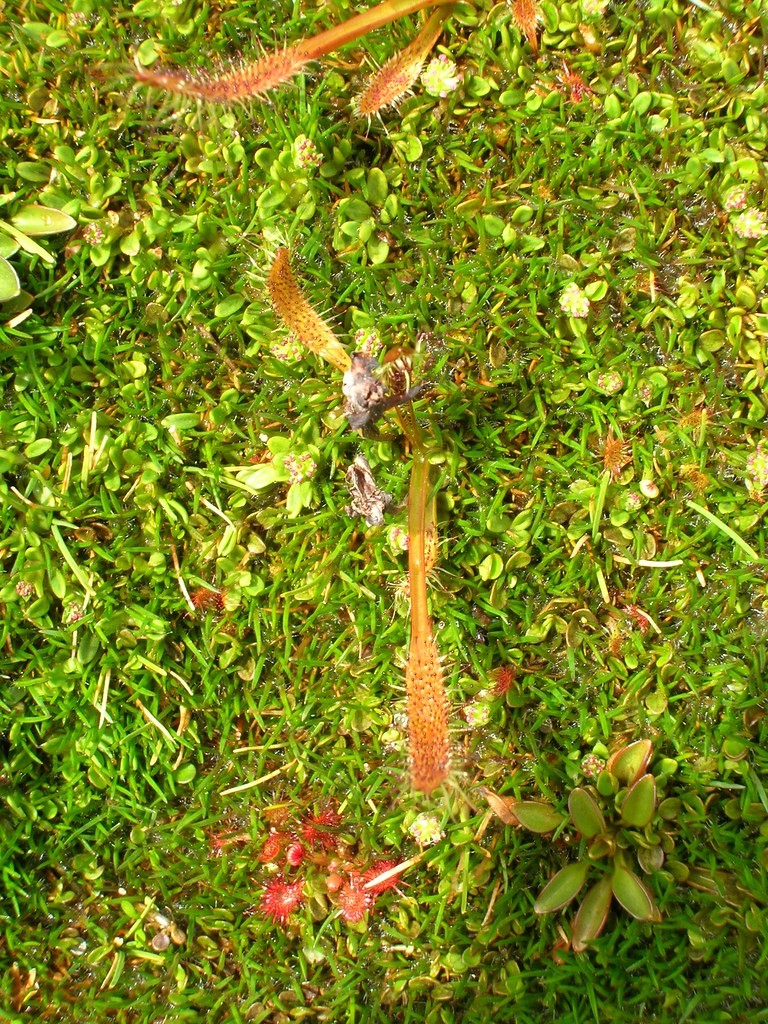 Drosera arcturi - PictureThis