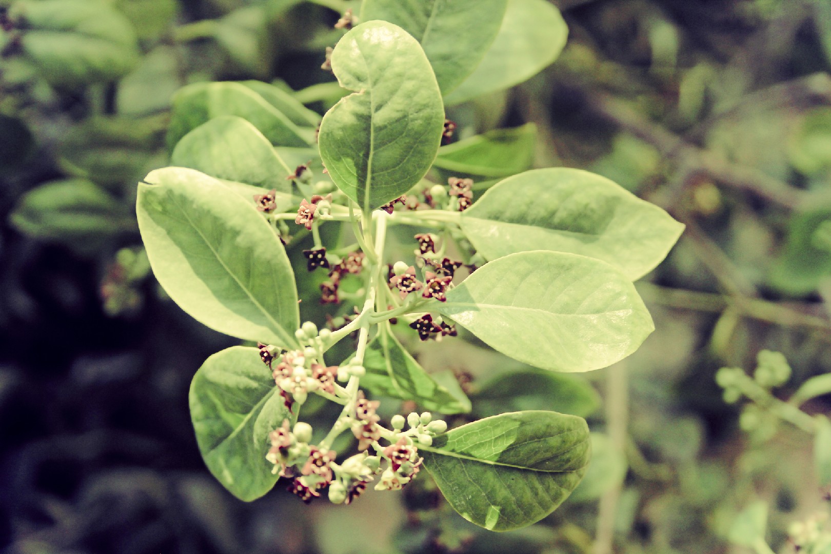 Padauk (Pterocarpus) Flower, Leaf, Care, Uses - PictureThis