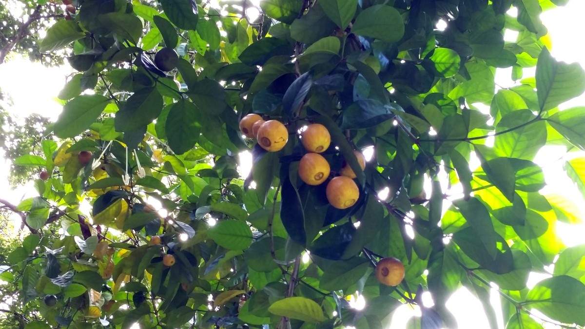 Fruta de mono (Posoqueria latifolia) - PictureThis
