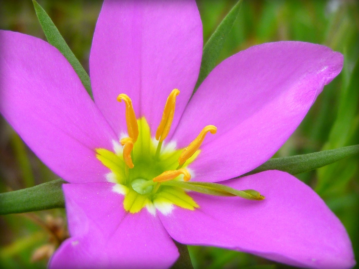 Charming centaury (Zeltnera venusta) Flower, Leaf, Care, Uses - PictureThis
