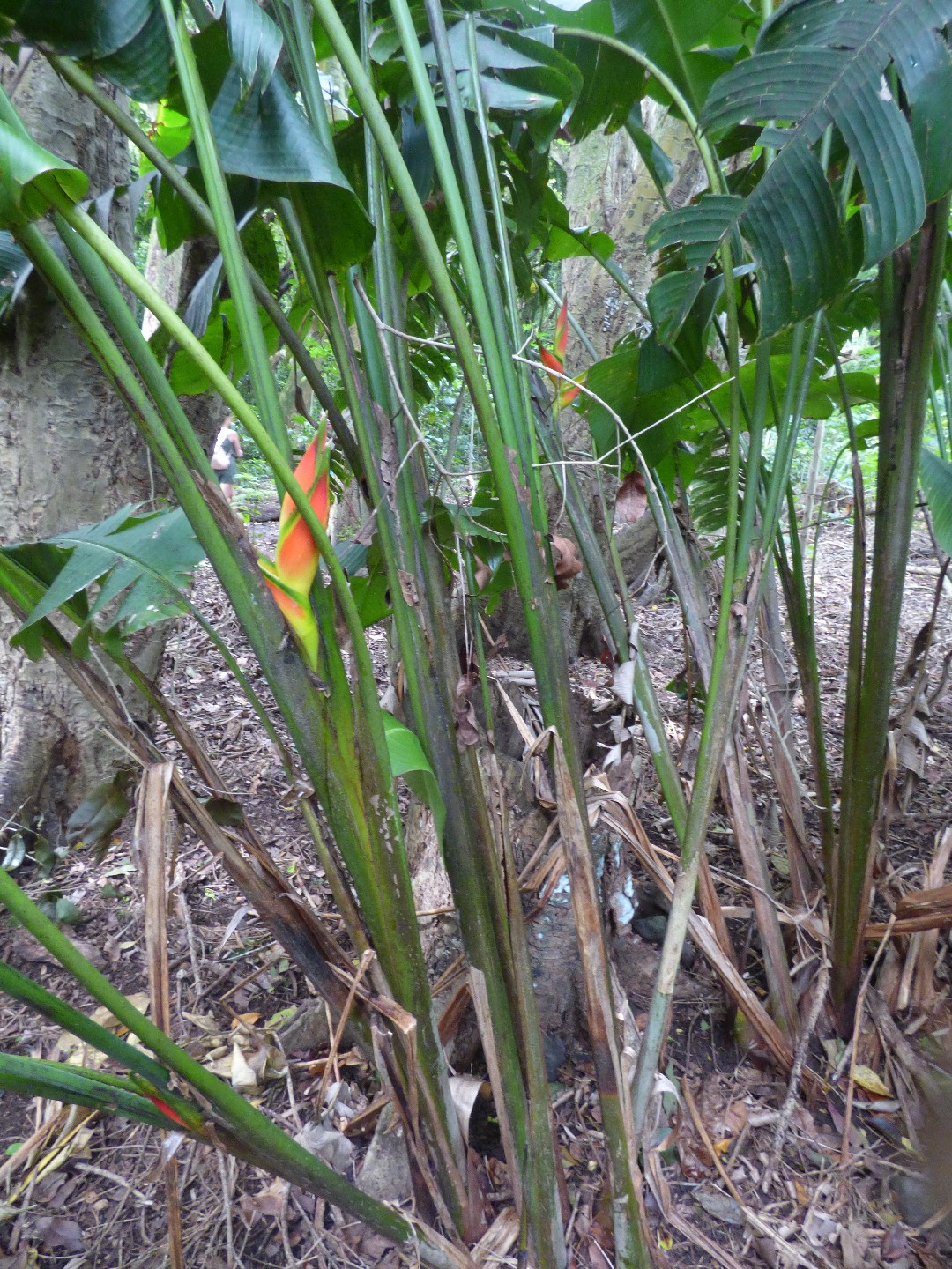 Heliconia bihai - PictureThis