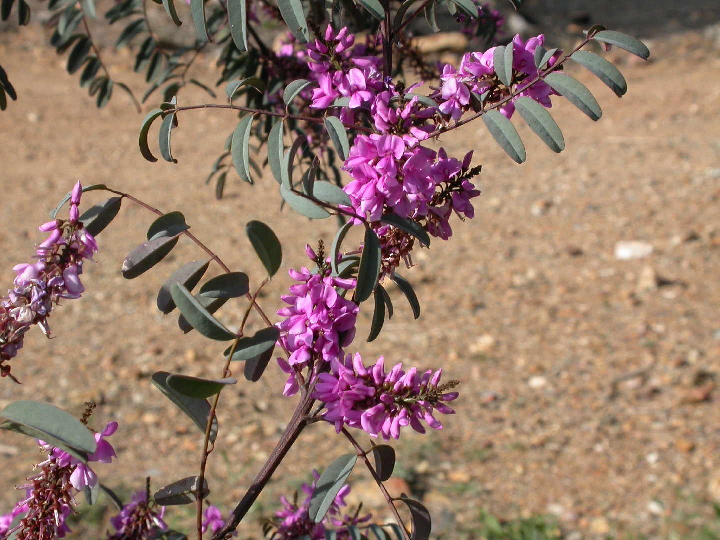 Indigofera australis - PictureThis