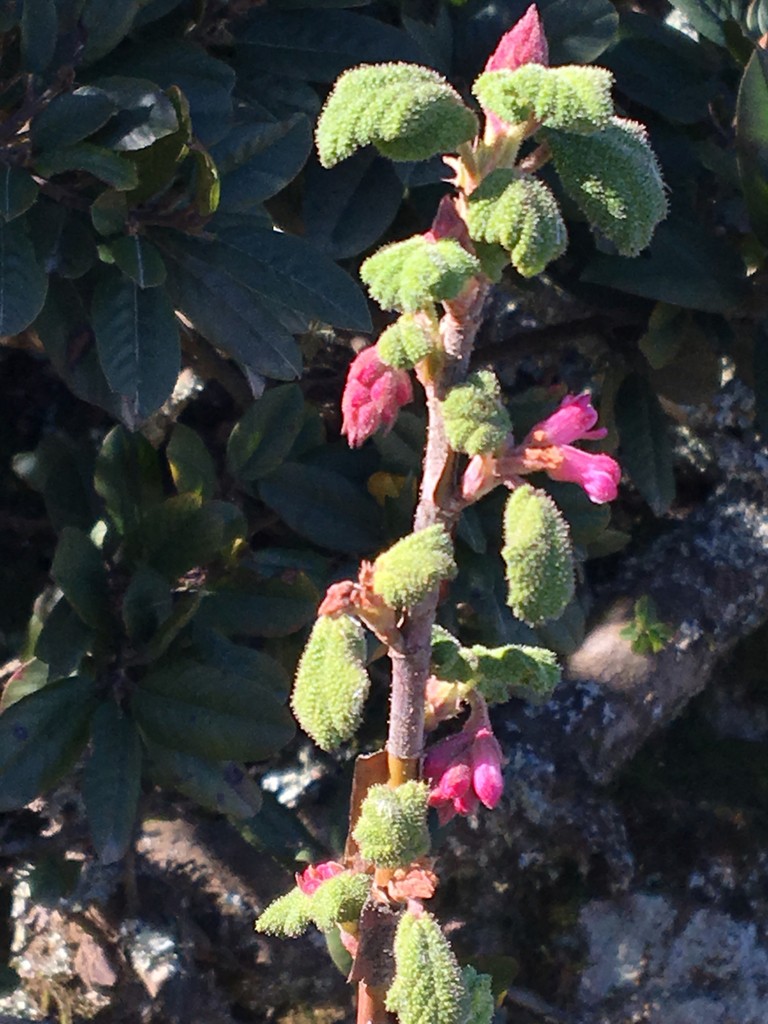 Grosella chaparral (Ribes malvaceum) - PictureThis