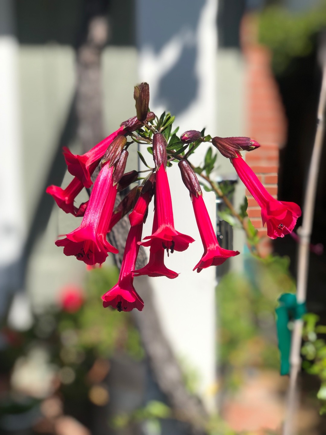 How can I water my Peruvian magic tree through the seasons? - PictureThis