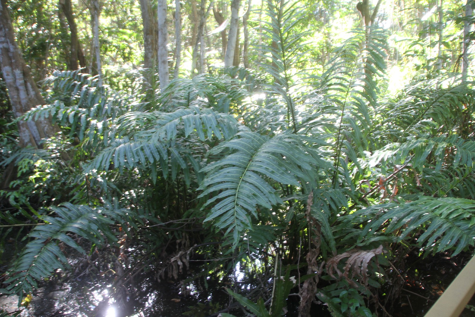 Acrostichum danaeifolium - PictureThis