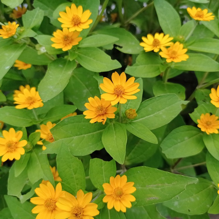 Melampodium - PictureThis