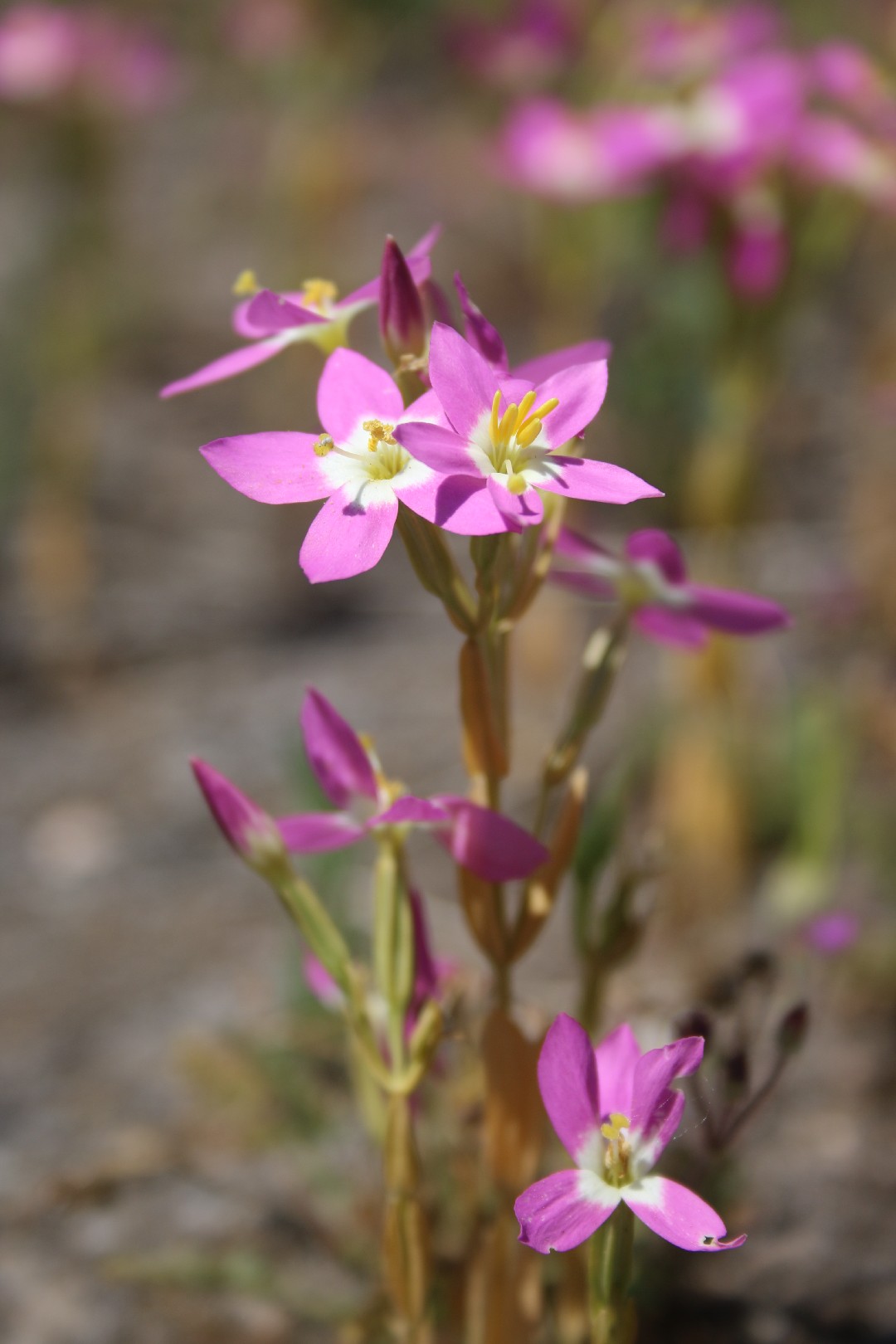 Charming centaury (Zeltnera venusta) Flower, Leaf, Care, Uses - PictureThis
