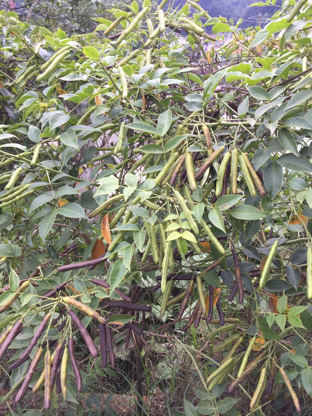 Arsenic bush (Senna septemtrionalis) Flower, Leaf, Care, Uses - PictureThis