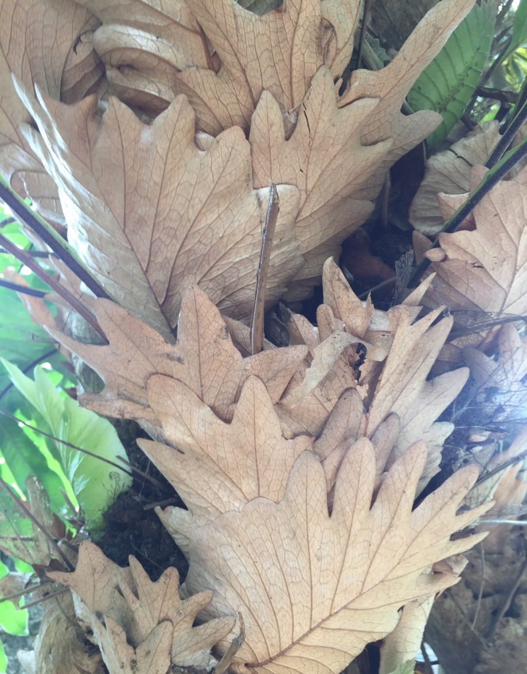 Picturethis - (Aglaomorpha quercifolia) Aglaomorpha quercifolia