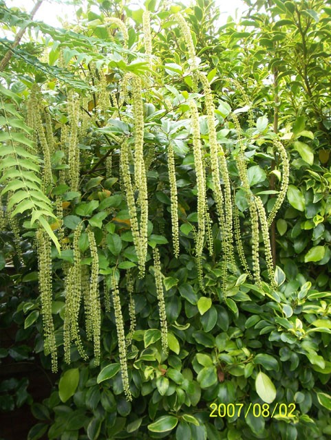 New Zealand broadleaf Care (Watering, Fertilize, Pruning, Propagation ...