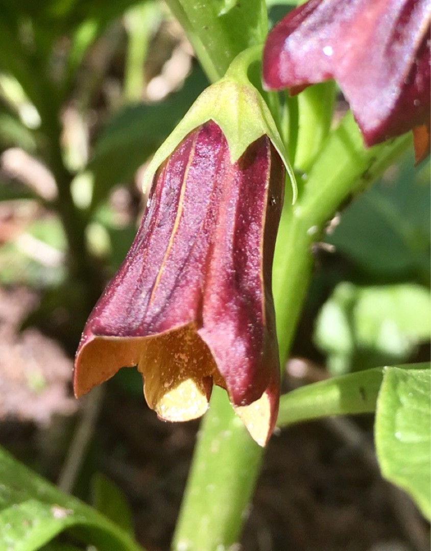 Scopolia Flower, Leaf, Care, Uses - PictureThis