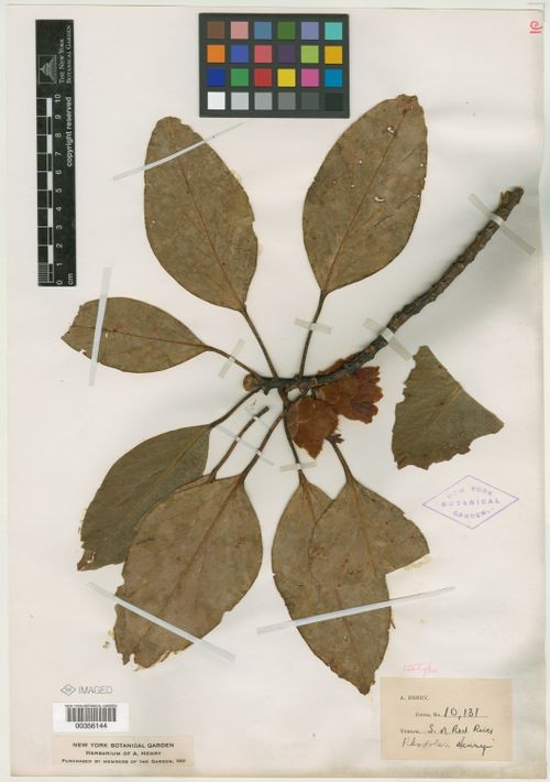 How to identify Evergreen Rose Hazel (Rhodoleia henryi)