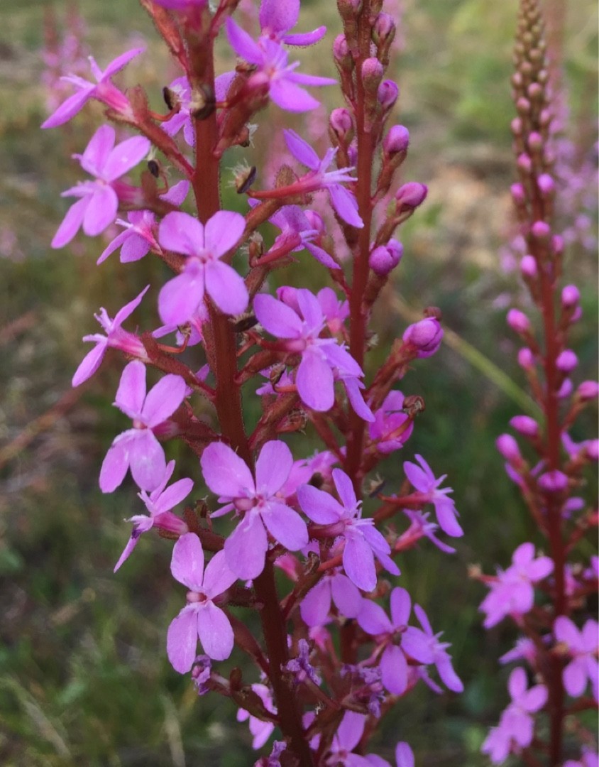 Stylidium graminifolium - PictureThis