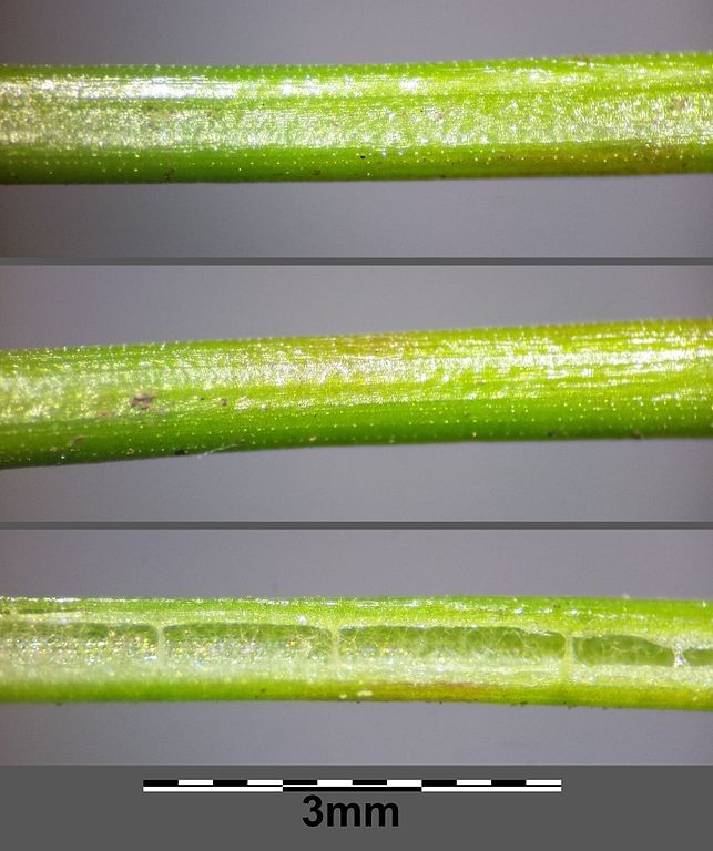 Jonc bulbeux (Juncus bulbosus) - PictureThis