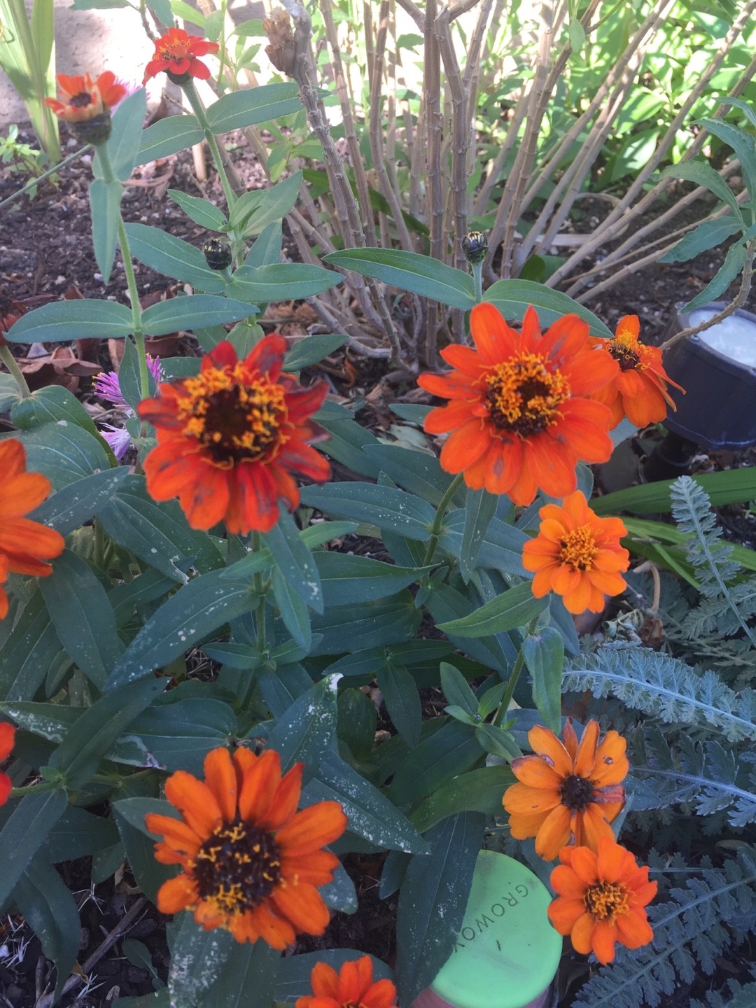 Gallito de monte (Zinnia peruviana) - PictureThis
