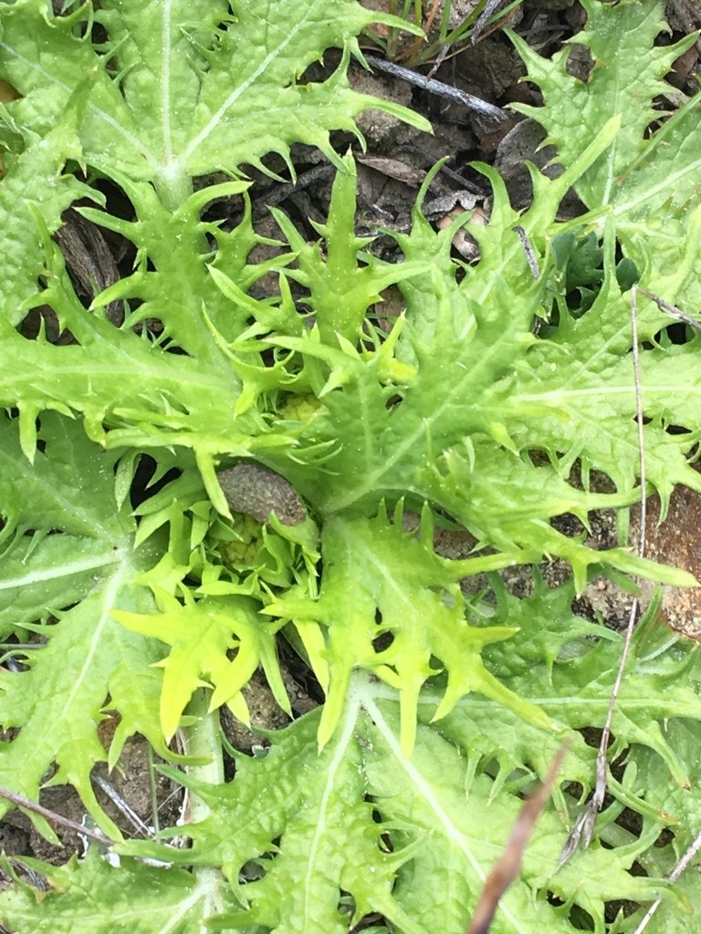 Sanicle (Sanicula) Flower, Leaf, Care, Uses - PictureThis