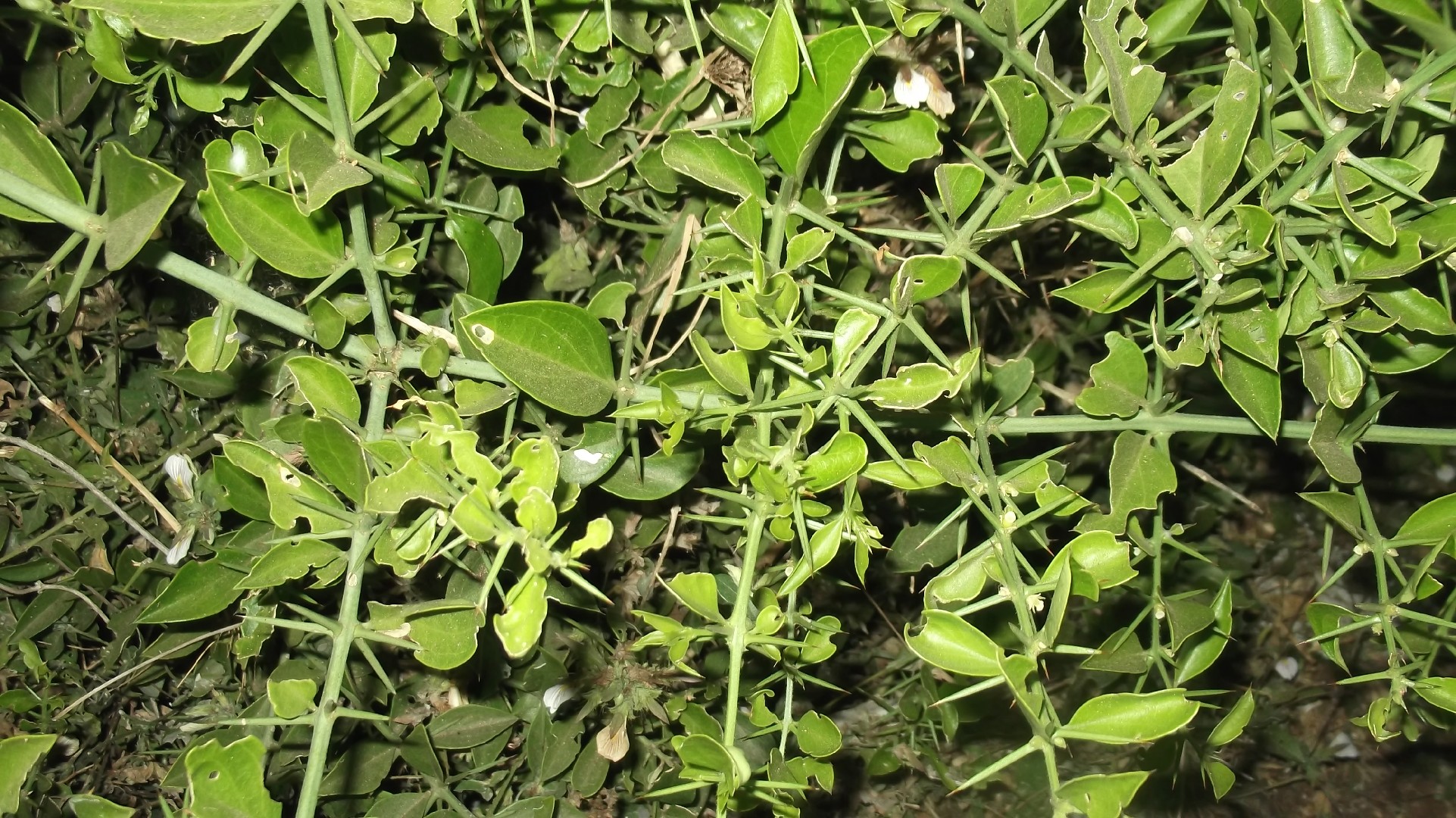 Azima tetracantha - PictureThis