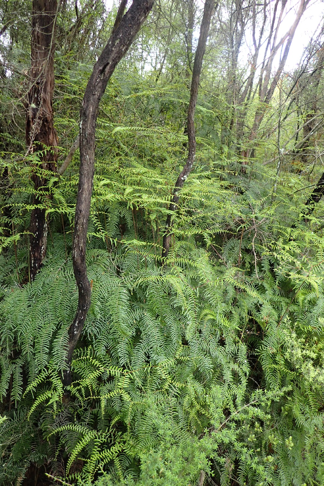 Gleichenia microphylla - PictureThis