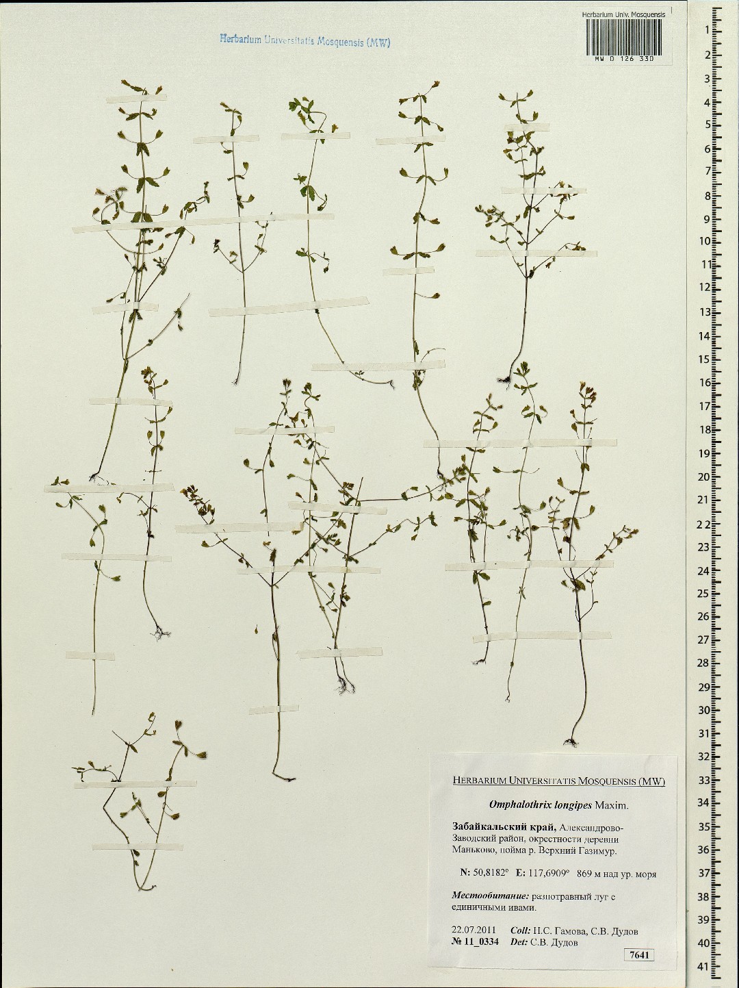 Omphalotrix longipes Cuidados (Plantando, Fertilizantes, Enfermedades ...