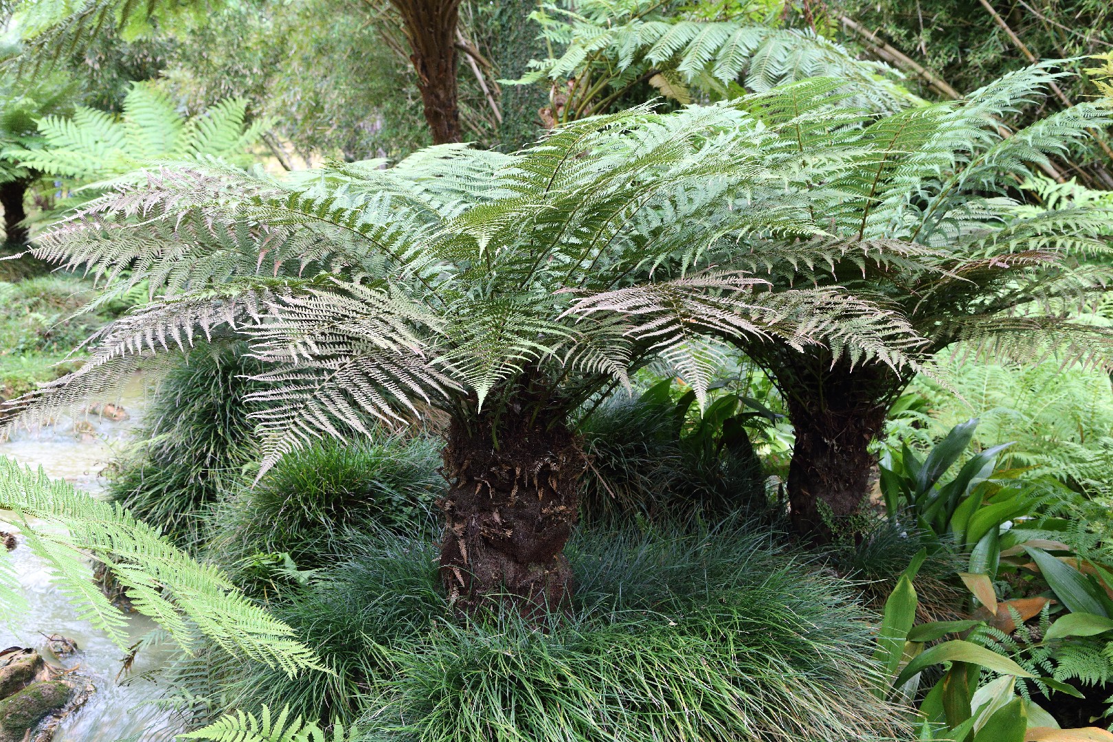 Dicksonia fibrosa - PictureThis