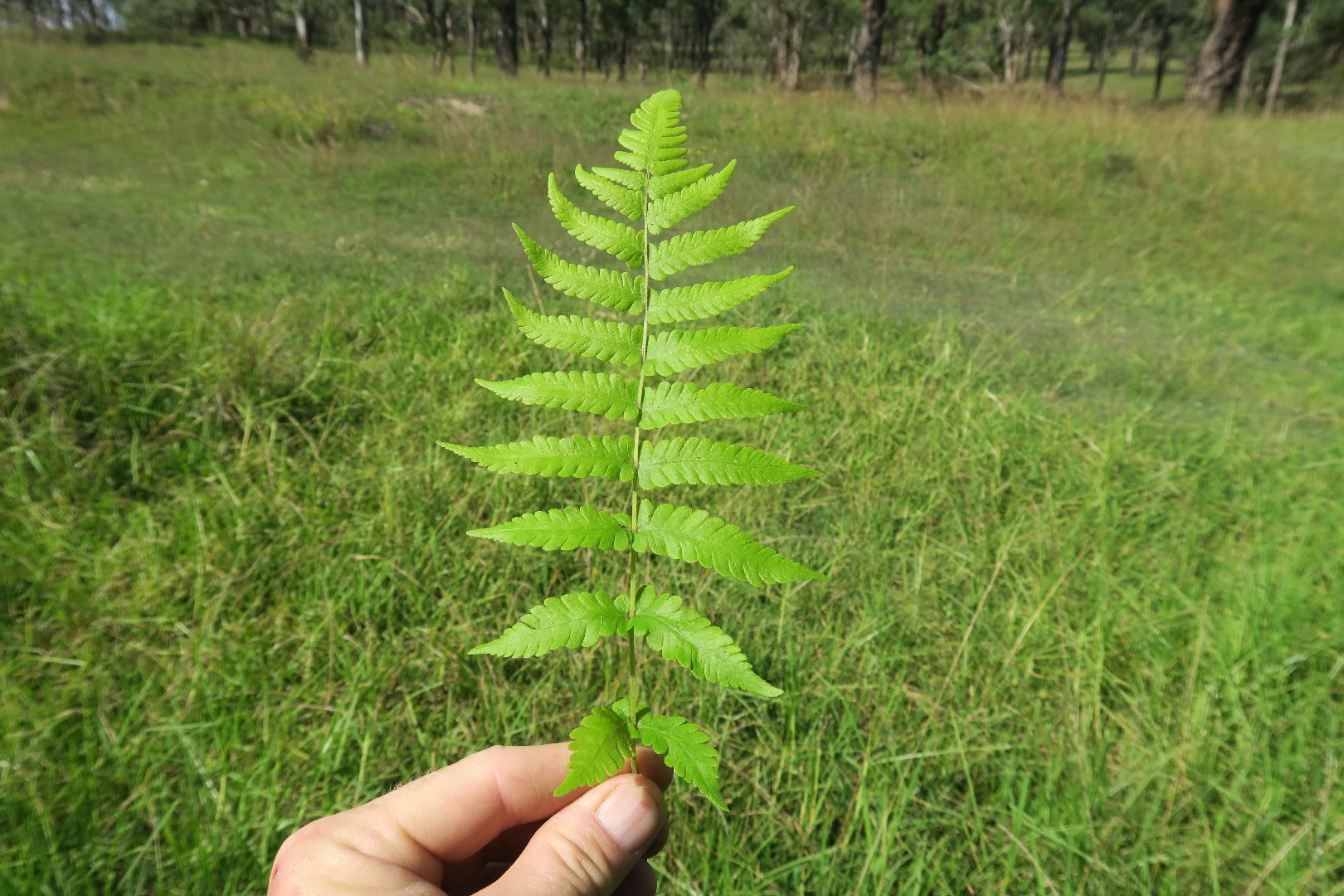 イヌケホシダ (Christella dentata) 花言葉，毒性，よくある質問 - PictureThis