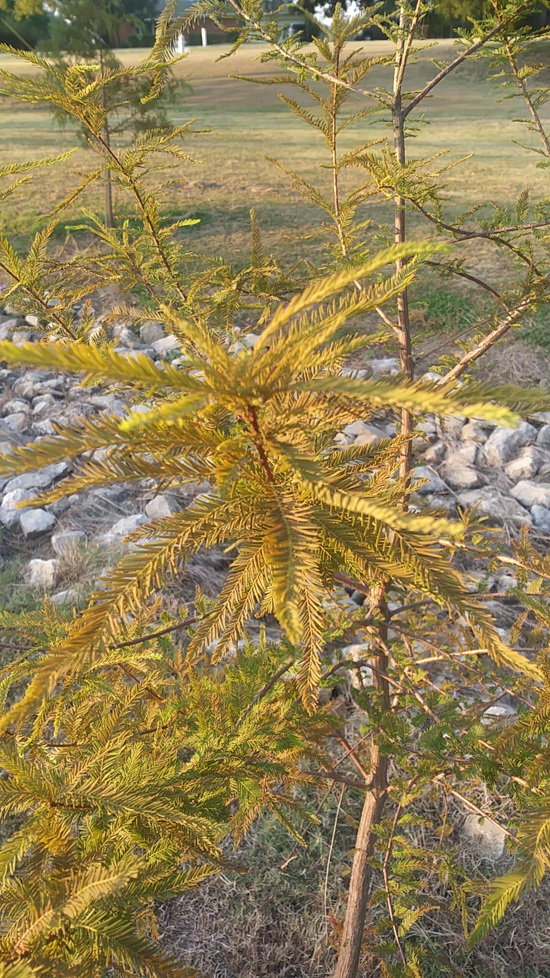 Таксодиум мексиканский (Taxodium mucronatum) - PictureThis