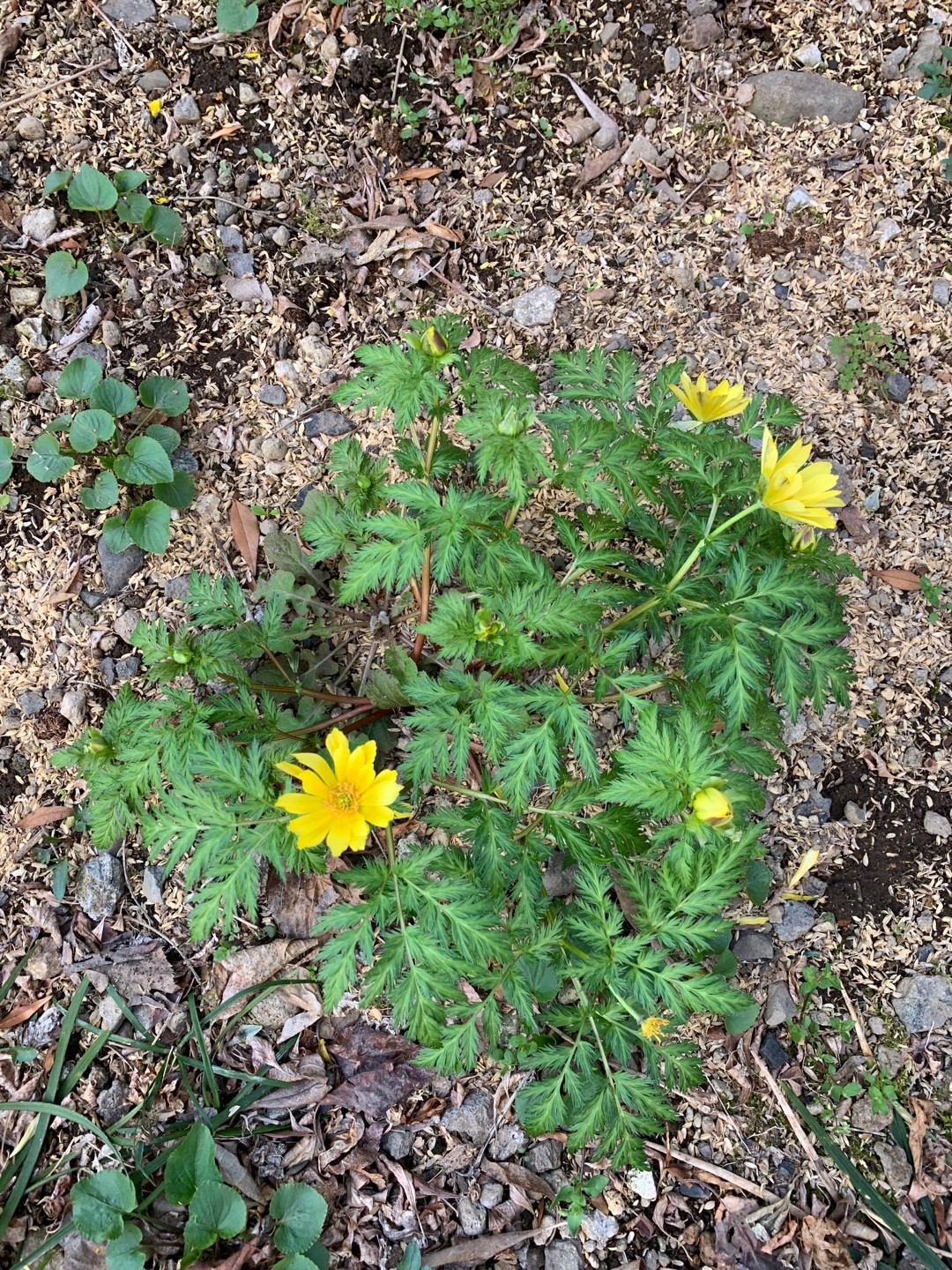 Adonis (Adonis) - Picturethis