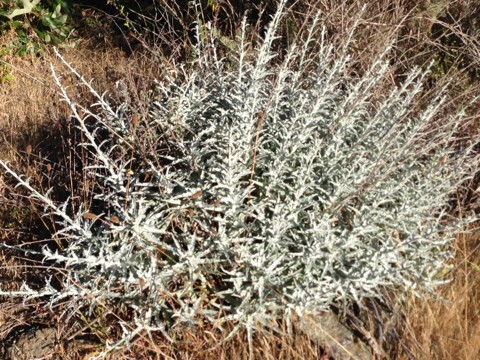 Vascular plants (Tracheophyta) Flower, Leaf, Care, Uses - PictureThis