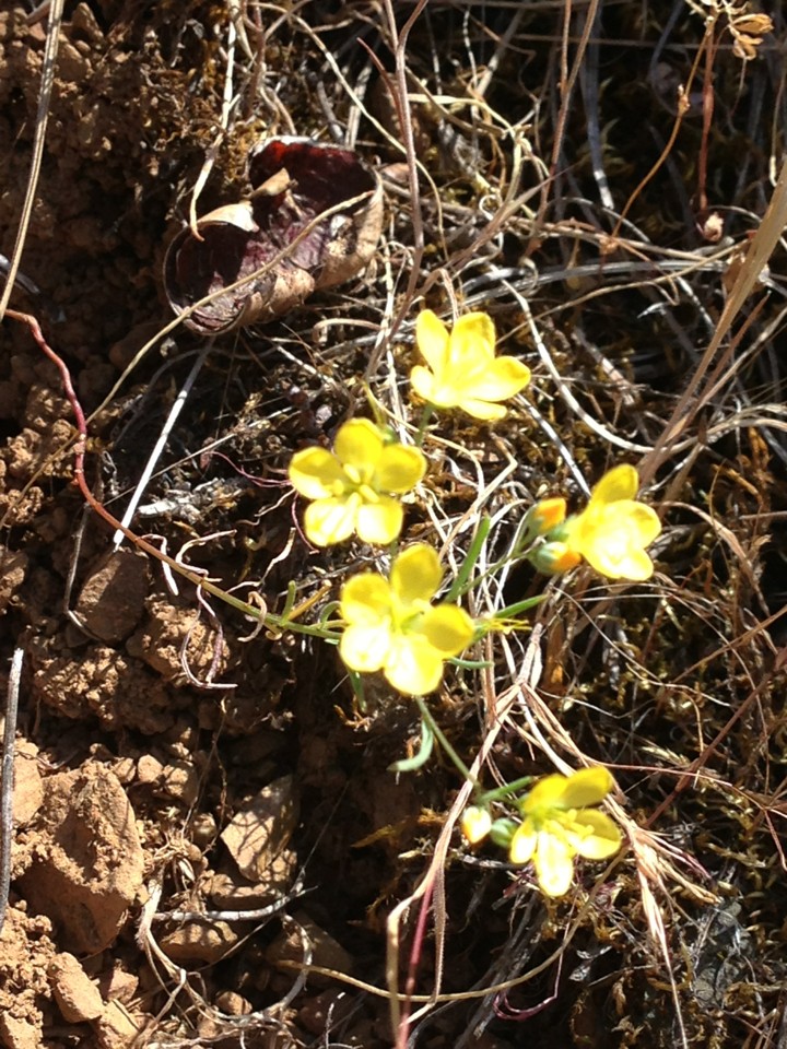 Brewer's dwarf-flax (Hesperolinon breweri) Flower, Leaf, Care, Uses ...