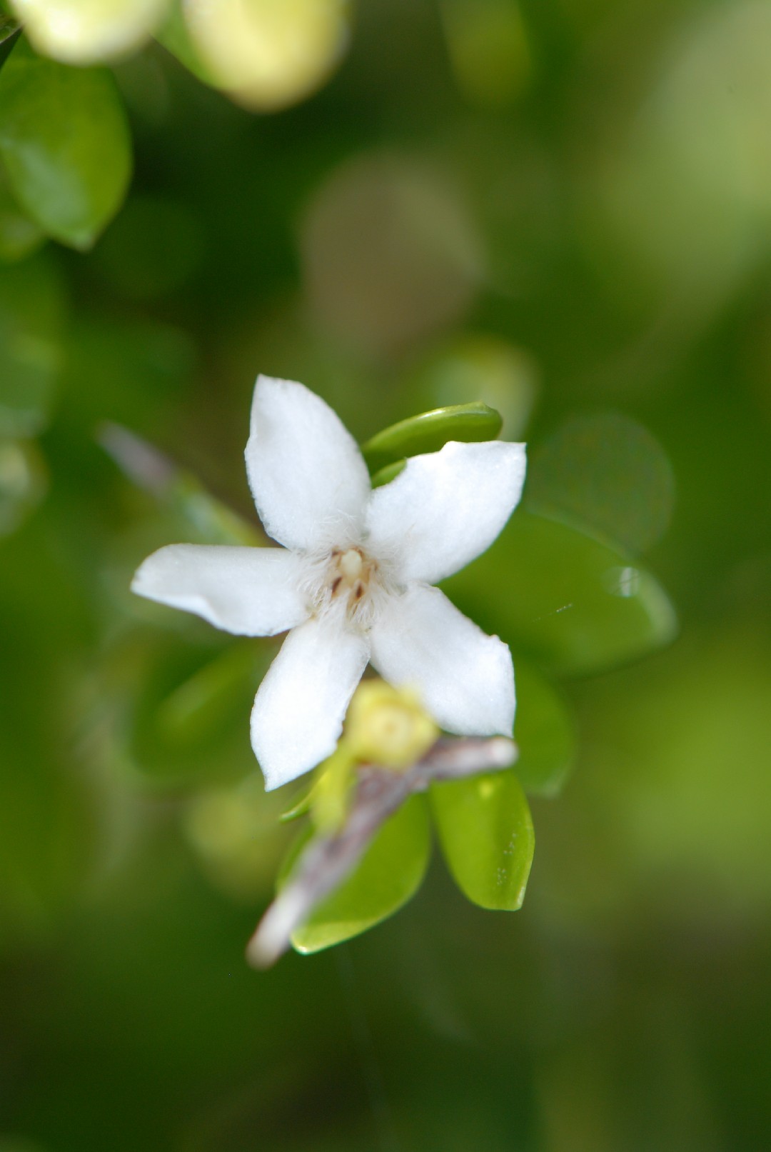 對面花 (Randia aculeata) 照顧，種植，繁殖，開花時間 - PictureThis