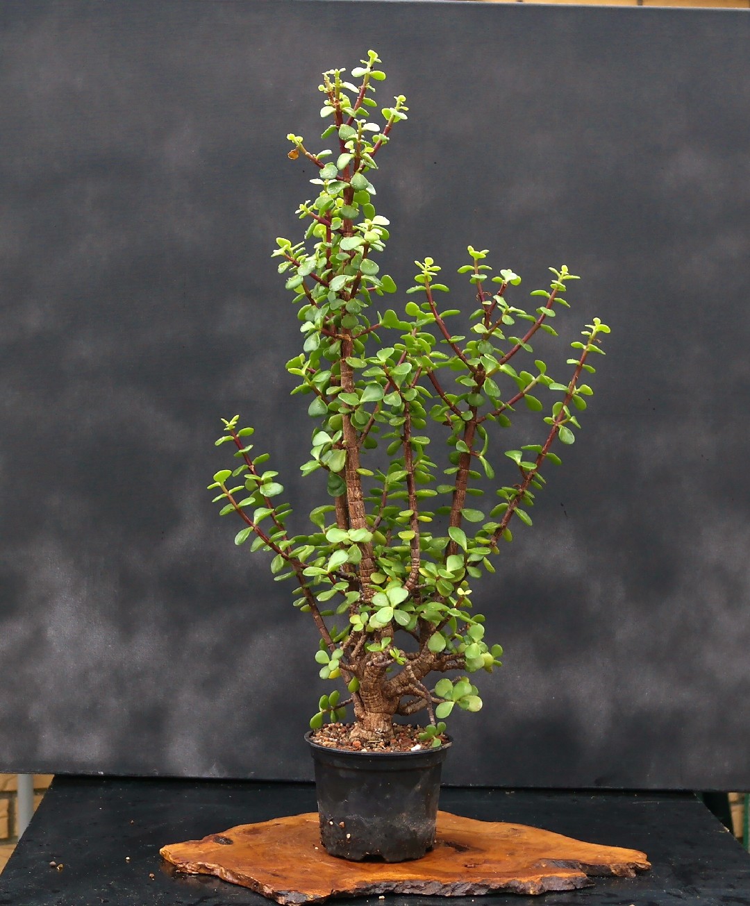 Didierea (Didiereaceae) Flower, Leaf, Care, Uses - PictureThis