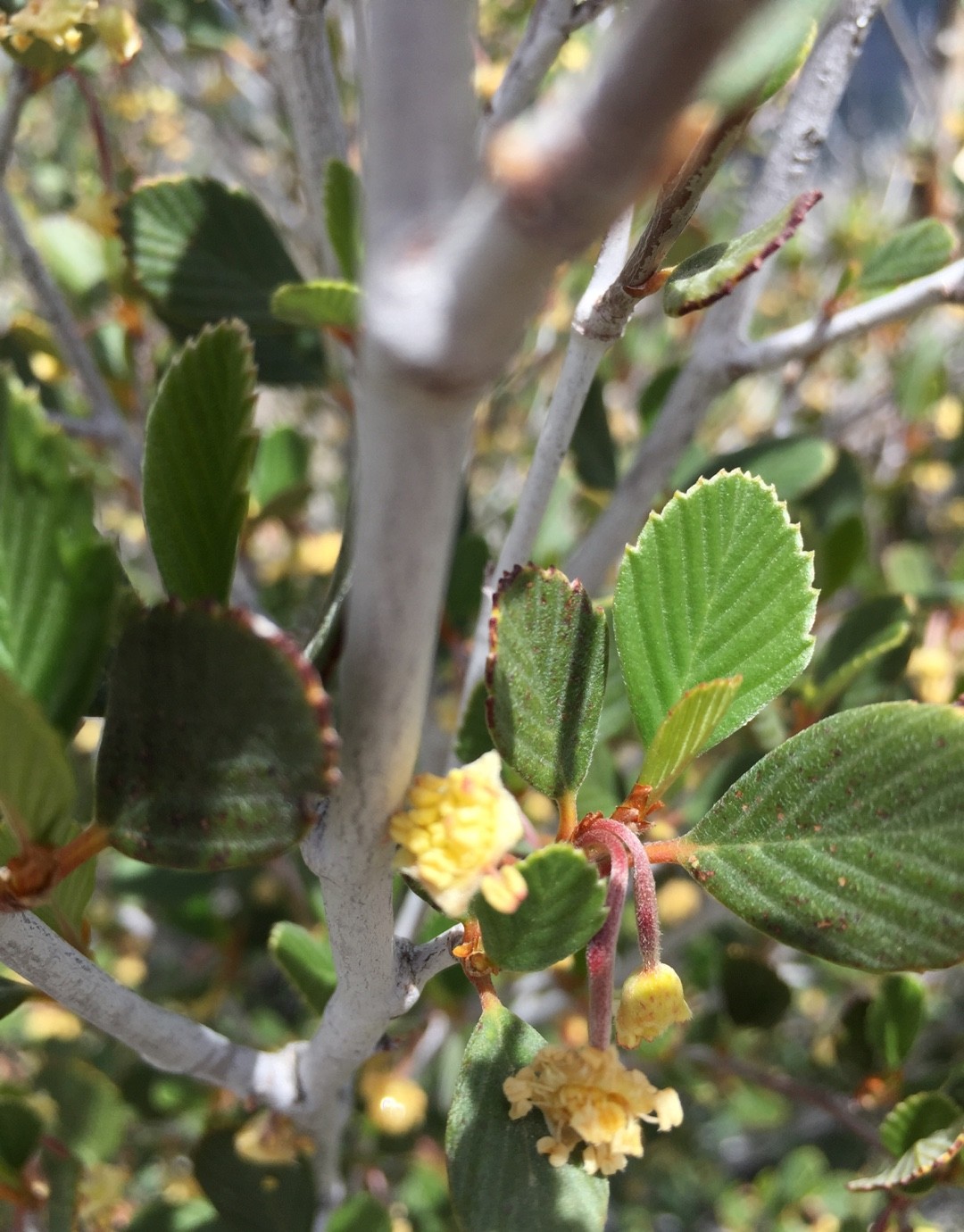 Cercocarpus montanus - PictureThis