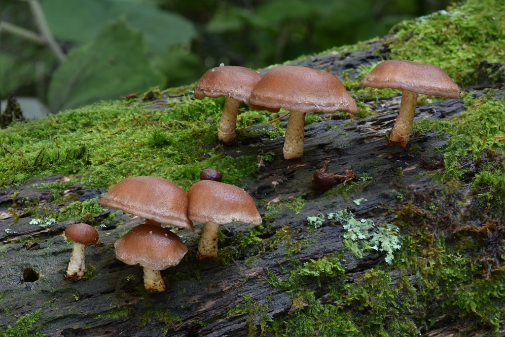 Lentinula - PictureThis