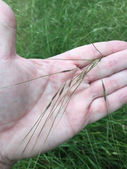 Monocotyledons (Liliopsida) Flower, Leaf, Care, Uses - PictureThis