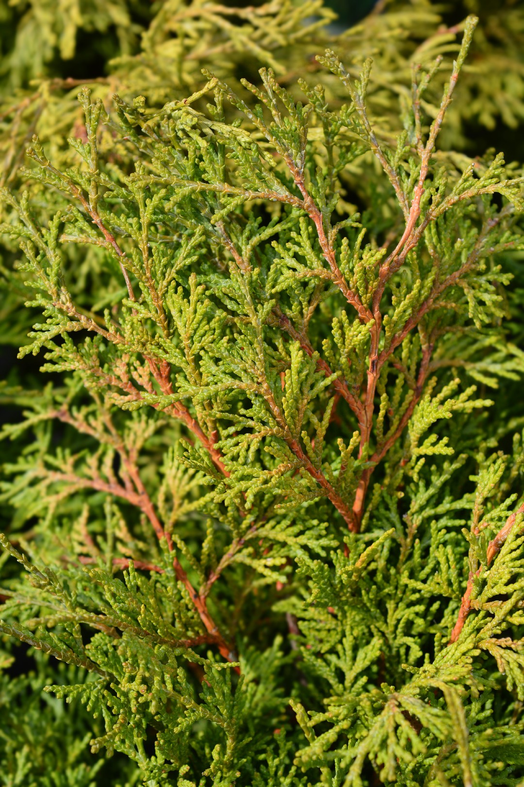 Hinoki cypress 'Pygmaea' (Chamaecyparis obtusa 'Pygmaea') Flower, Leaf ...