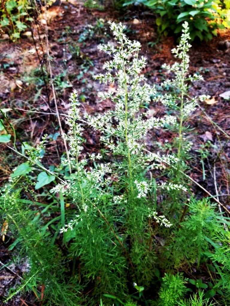 Yankee weed (Eupatorium compositifolium) Flower, Leaf, Care, Uses ...
