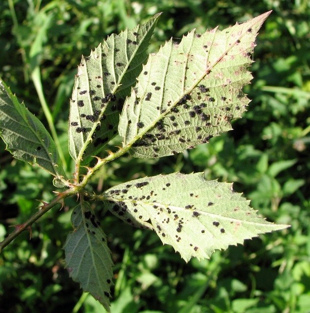 Bush-lawyer (Rubus australis) Flower, Leaf, Care, Uses - PictureThis