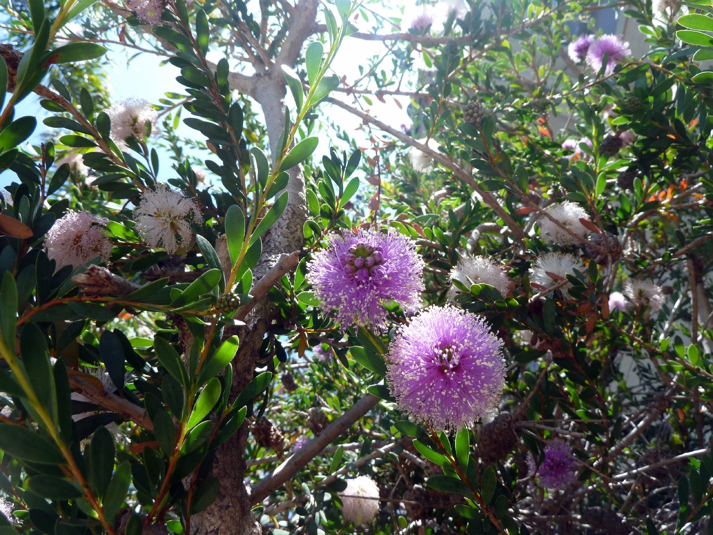 Pink melaleuca (Melaleuca nesophila) Flower, Leaf, Care, Uses - PictureThis