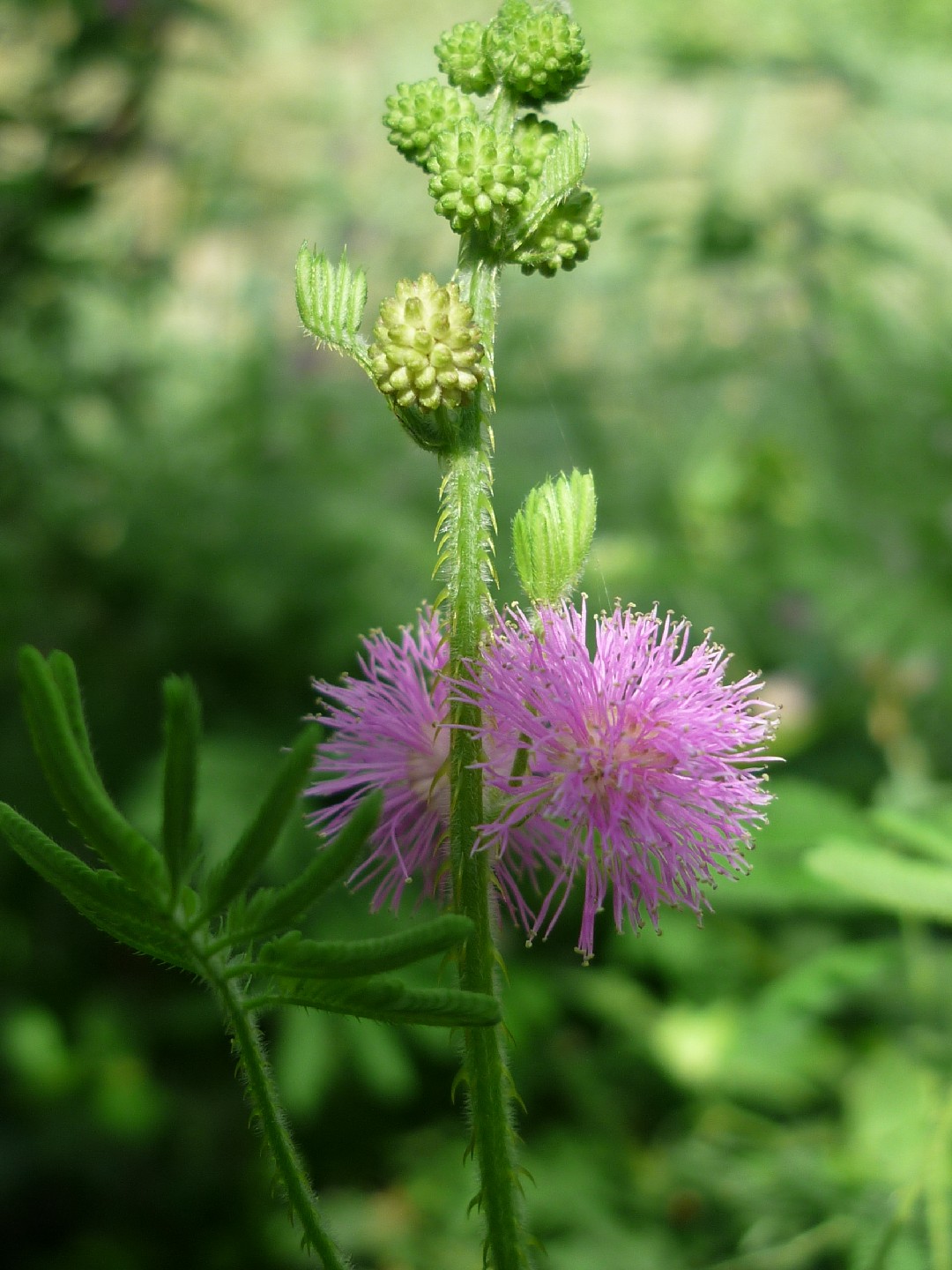 Malicia-de-mulher (Mimosa diplotricha) - PictureThis