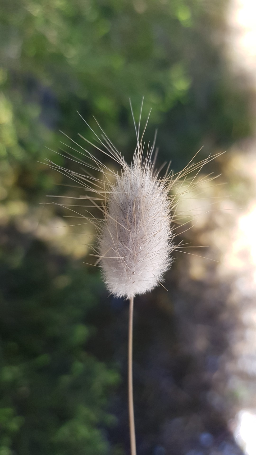兔尾草 (Lagurus ovatus) 照顧，種植，繁殖，開花時間 - PictureThis