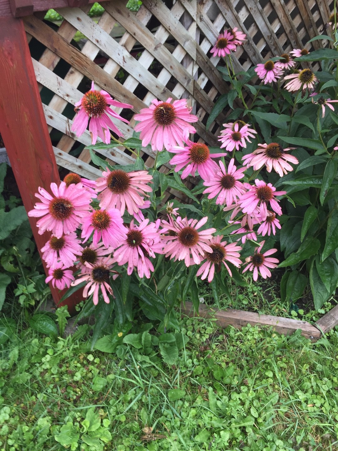 Echinacea tennesseensis - PictureThis