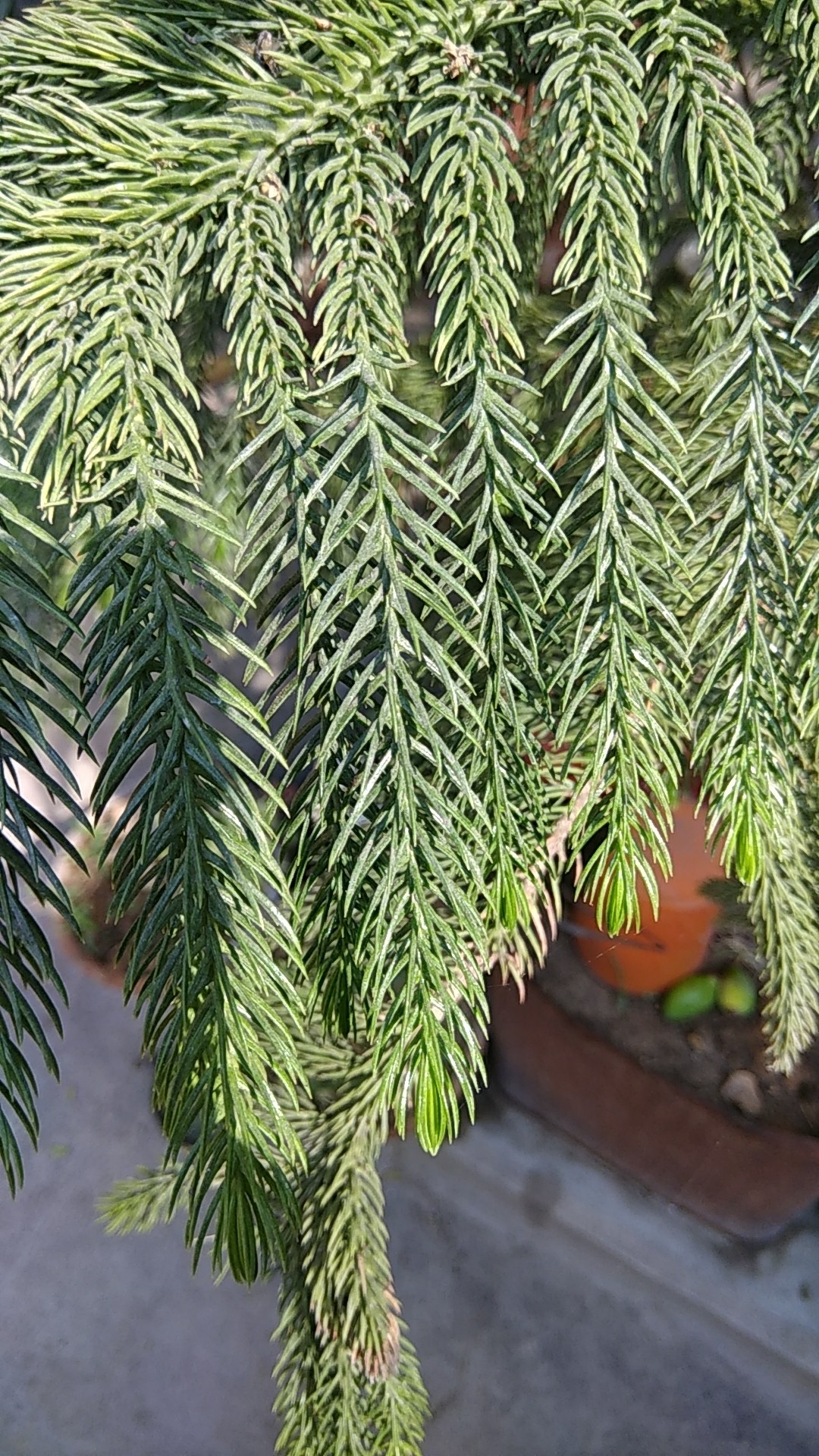 Taiwania (Taiwania cryptomerioides) - PictureThis