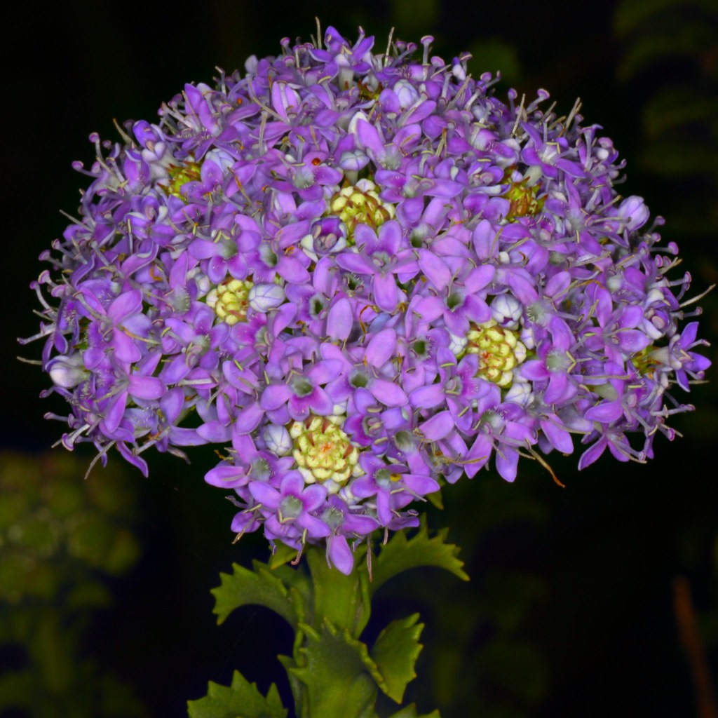 Pseudoselago serrata - PictureThis