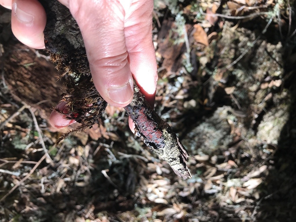 Hypocreales Flower, Leaf, Care, Uses - PictureThis