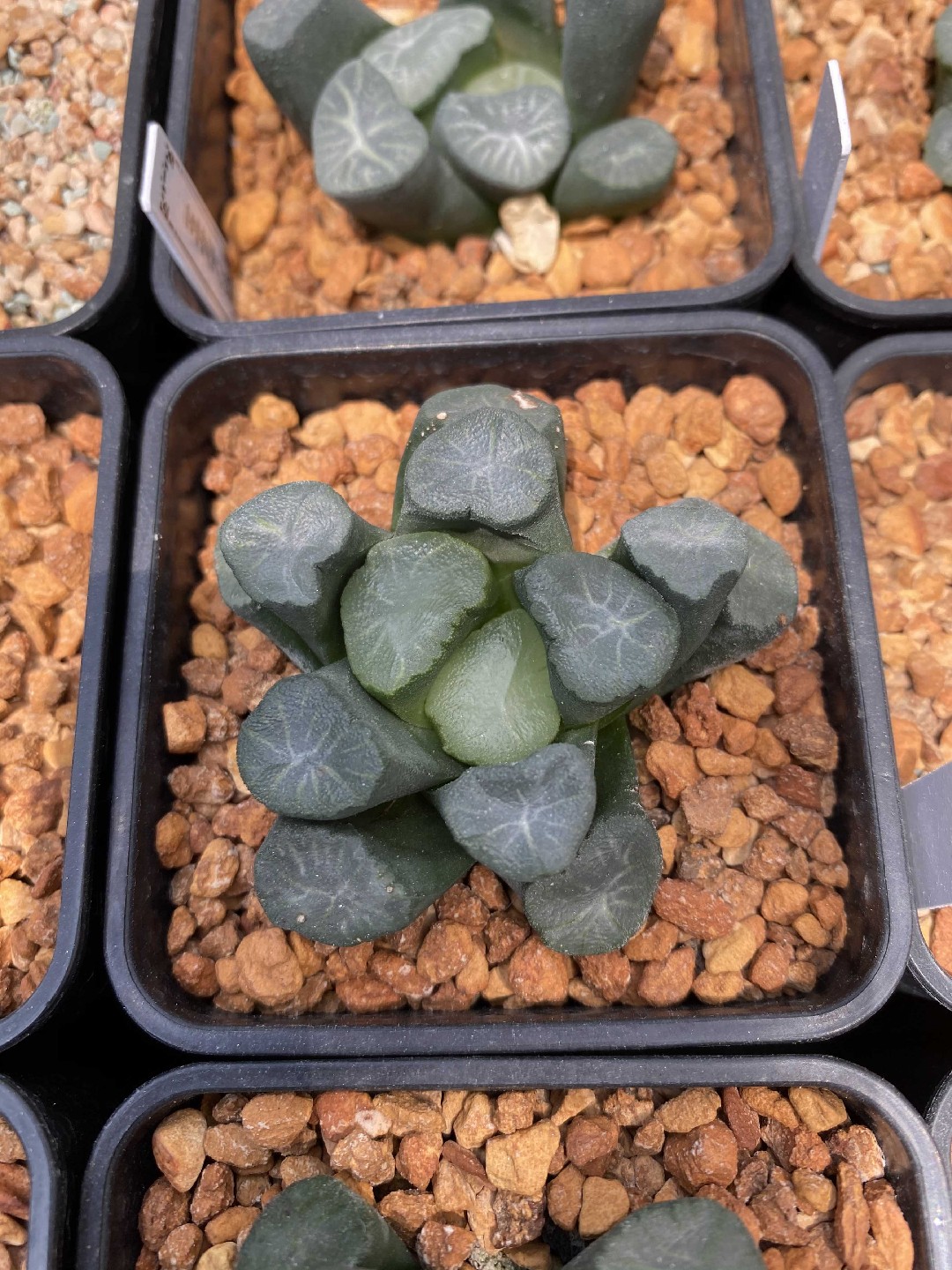 Maughan's haworthia (Haworthia truncata var. maughanii) Flower, Leaf ...